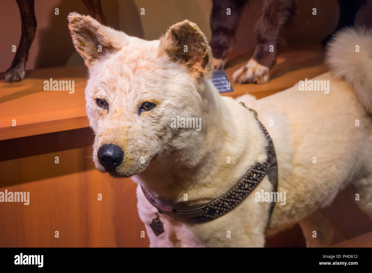 TOKYO, Japan - 29. APRIL 2018: Hachiko Akita Inu, ein treuer Hund, der ...