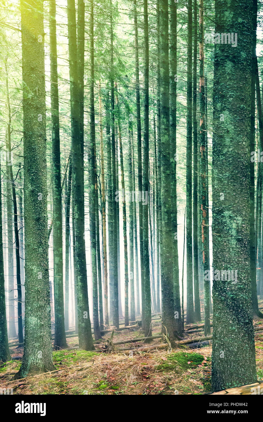Wald licht sonne -Fotos und -Bildmaterial in hoher Auflösung – Alamy Wald licht sonne -Fotos und -Bildmaterial in hoher Auflösung – Alamy