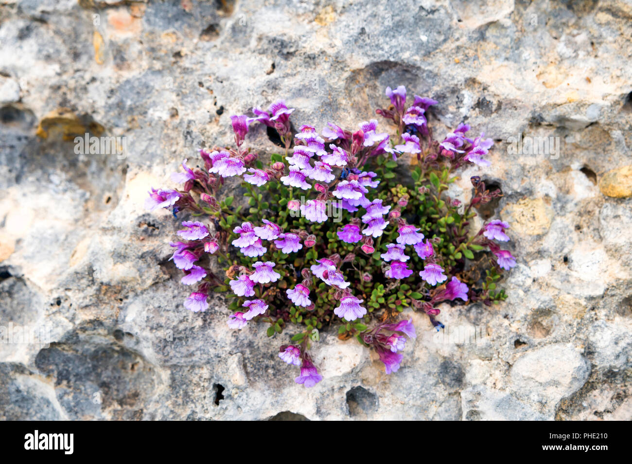 Wilde blumen, die an der wand wachsen -Fotos und -Bildmaterial in hoher ...