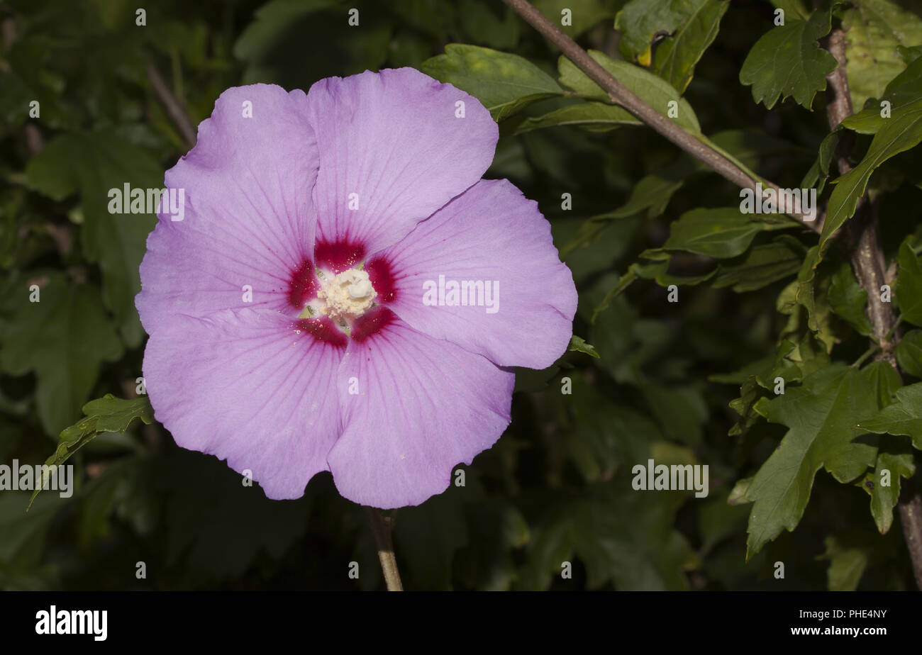 Rose of sharon -Fotos und -Bildmaterial in hoher Auflösung – Alamy