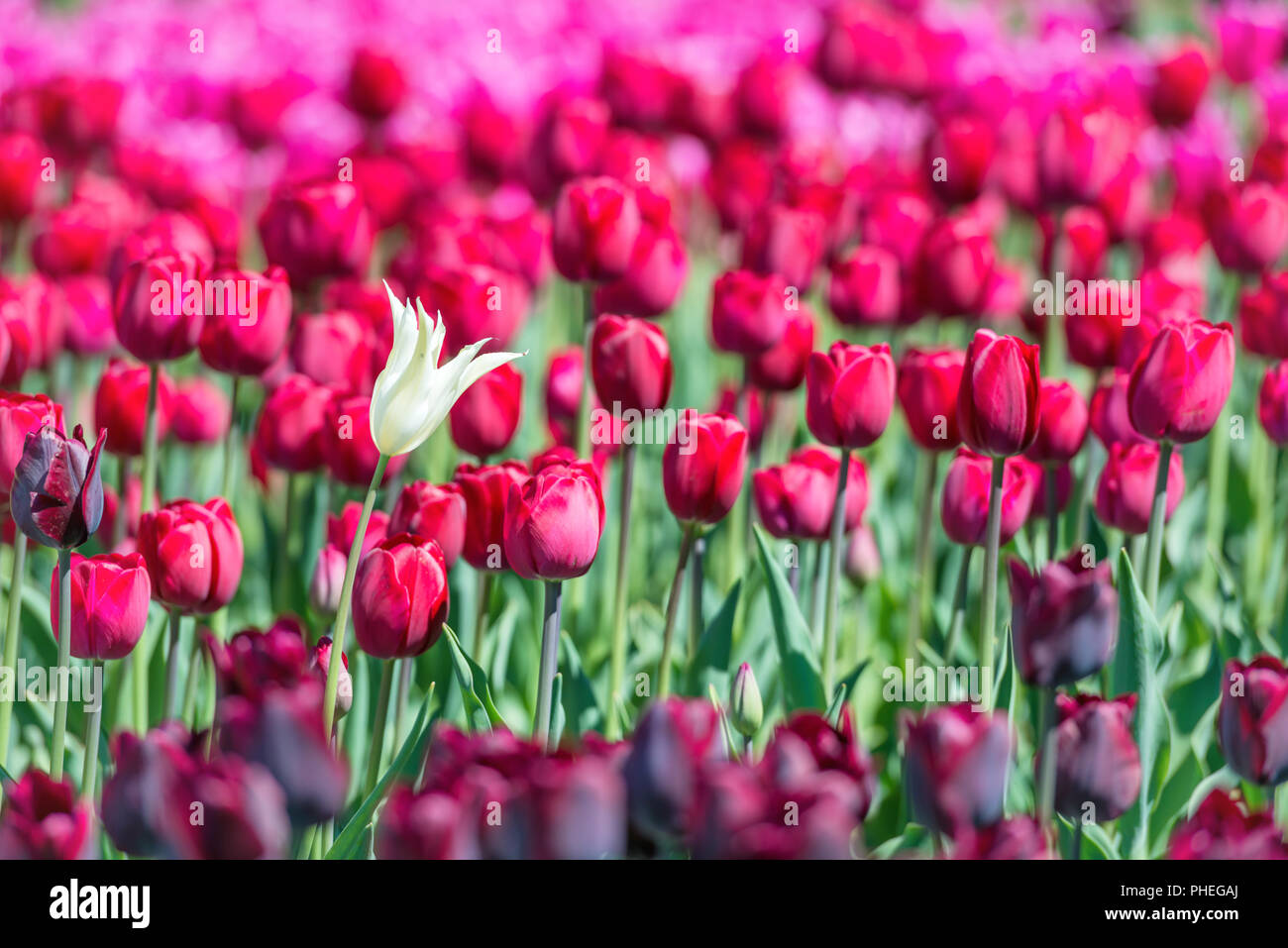 Dunkle tulpen -Fotos und -Bildmaterial in hoher Auflösung – Alamy