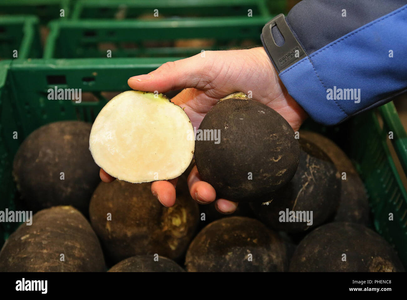Schwarzer winterrettich -Fotos und -Bildmaterial in hoher Auflösung – Alamy