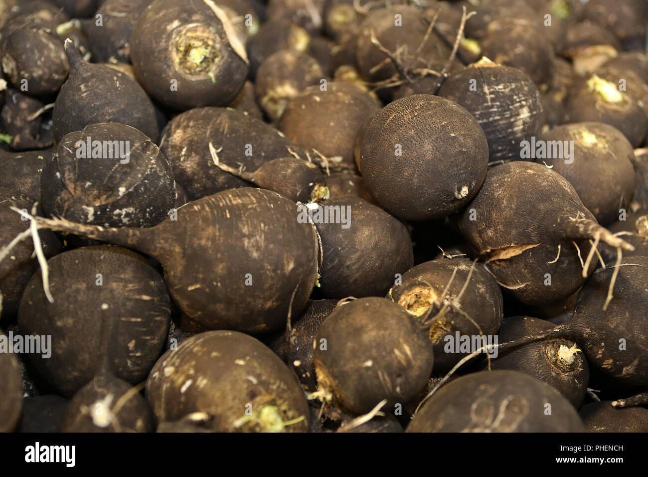 Schwarzer winterrettich -Fotos und -Bildmaterial in hoher Auflösung – Alamy