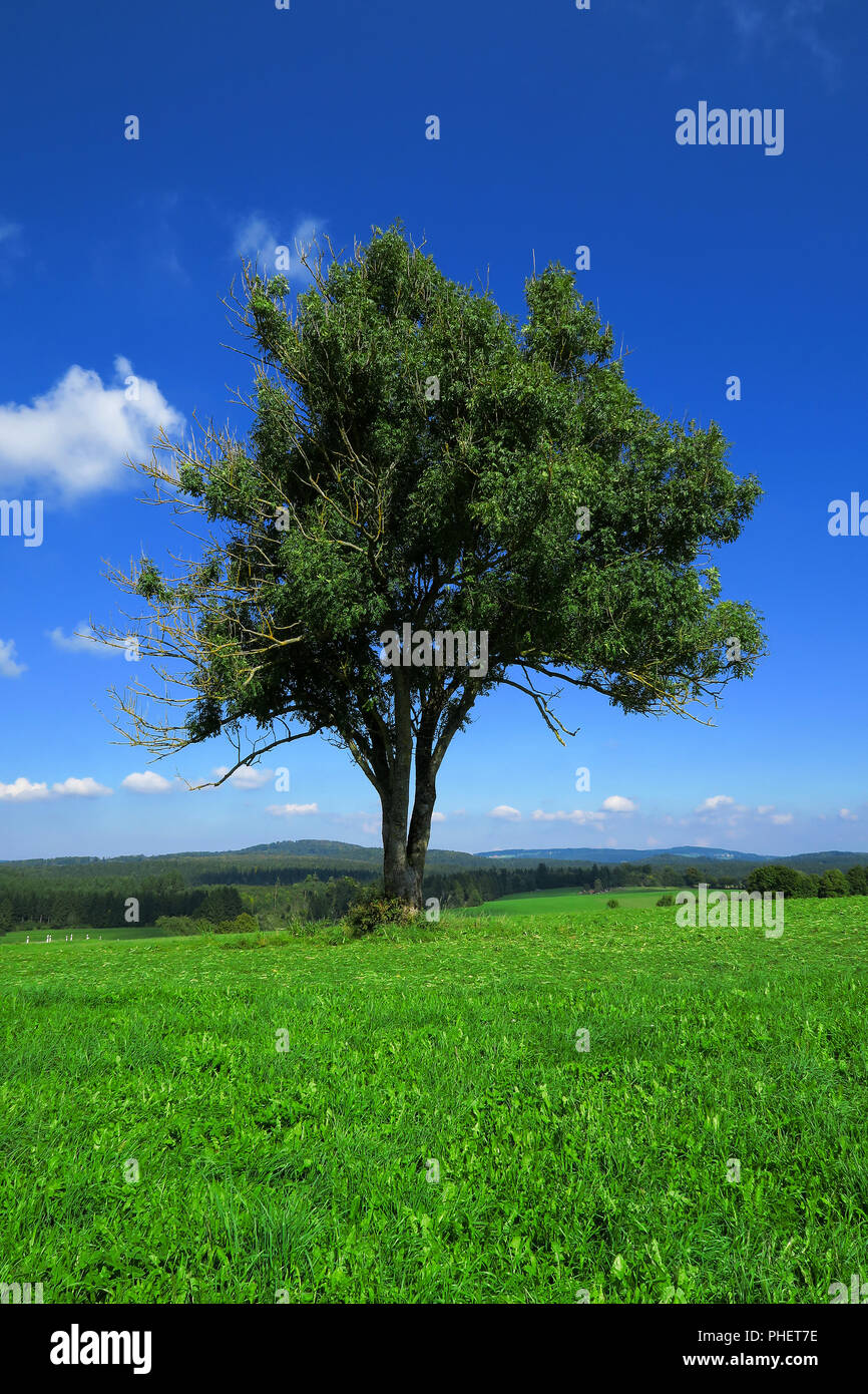 Gewoehnliche Esche Stockfotos und -bilder Kaufen - Alamy