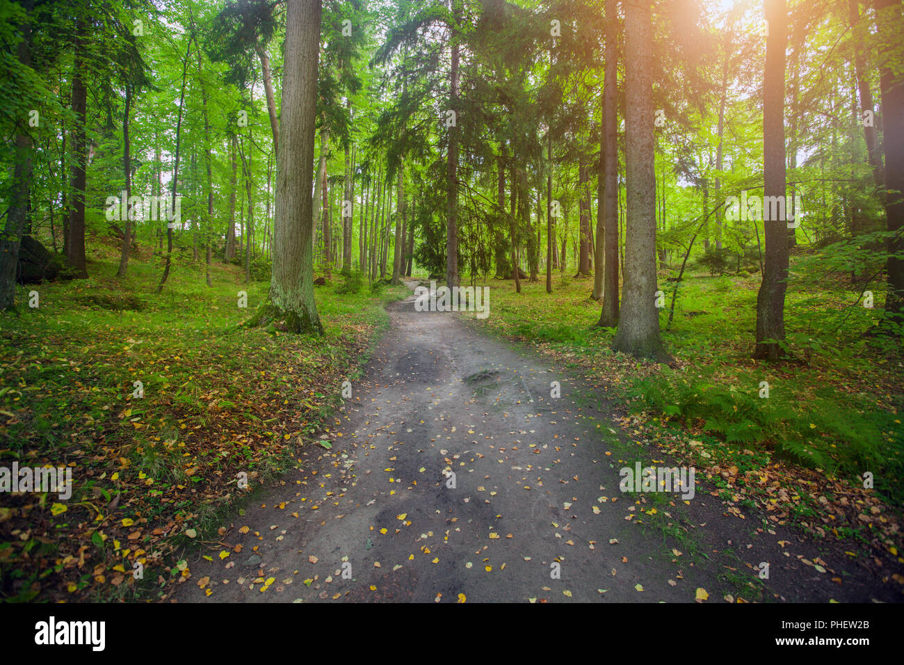 Borealer nadelwald -Fotos und -Bildmaterial in hoher Auflösung – Alamy