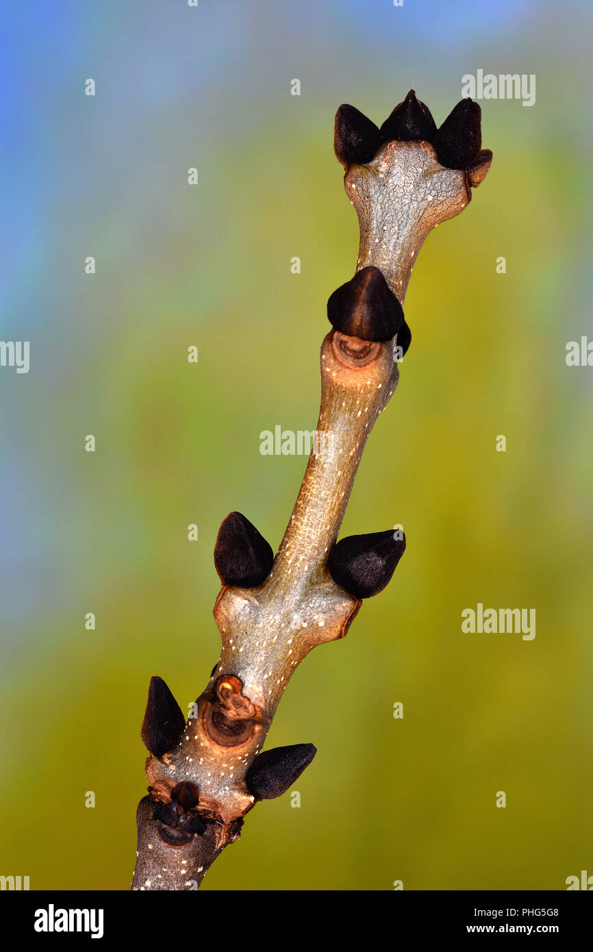 Gewoehnliche Esche Stockfotos und -bilder Kaufen - Alamy