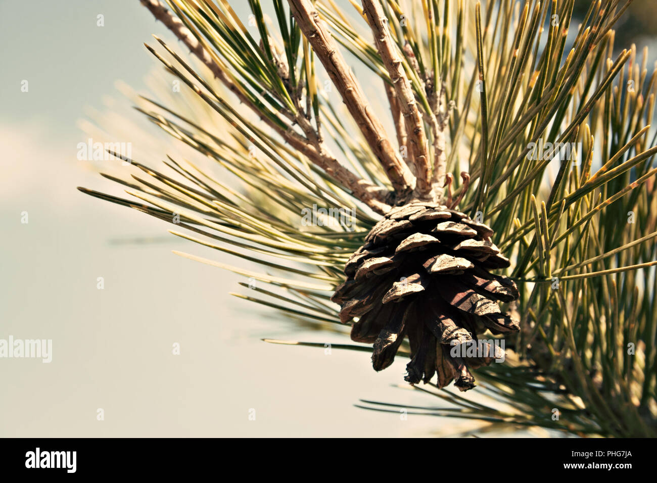 Nadelbaum nadel -Fotos und -Bildmaterial in hoher Auflösung – Alamy