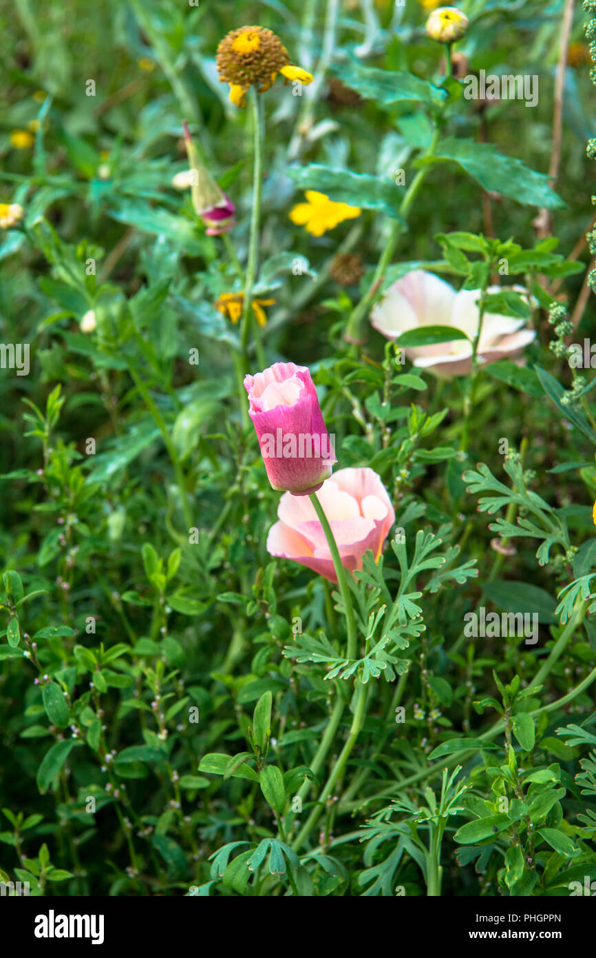 Connswater river -Fotos und -Bildmaterial in hoher Auflösung – Alamy