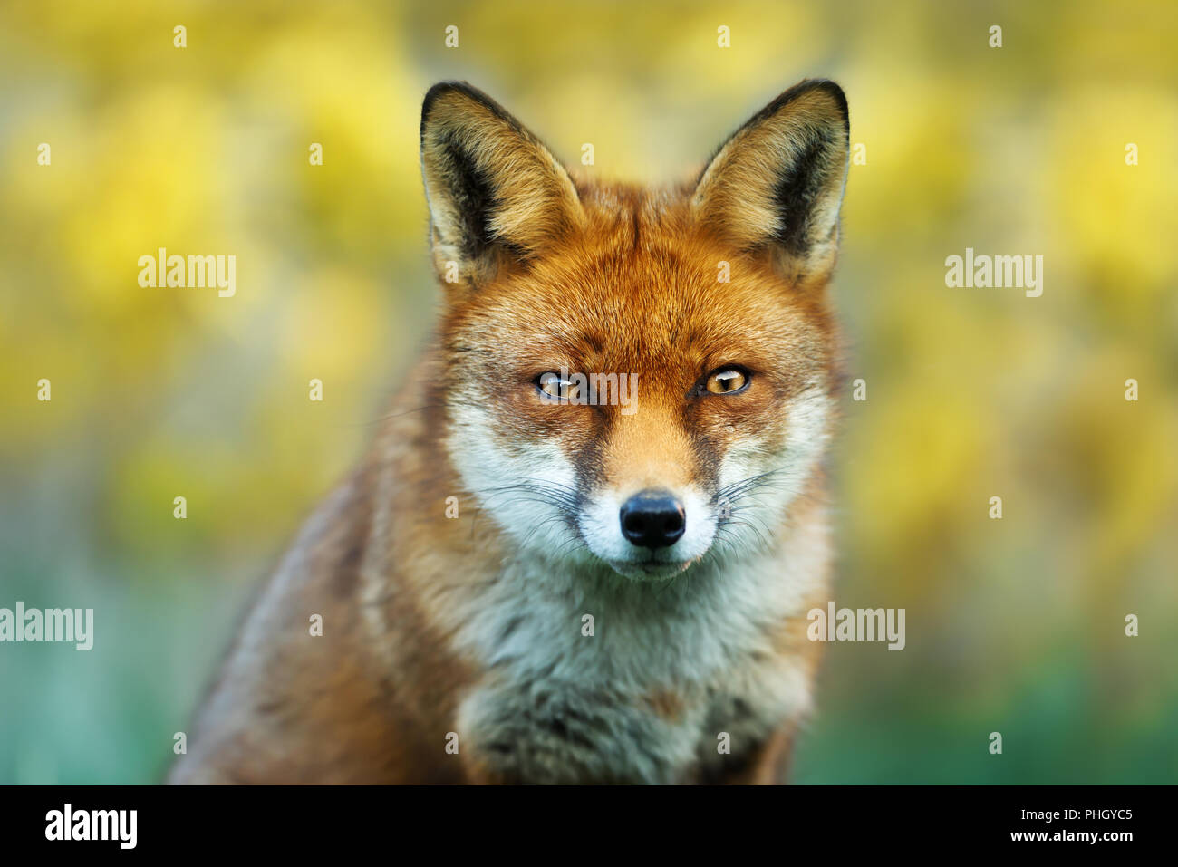 Fuchs Hintergrund Stockfotos und -bilder Kaufen - Alamy