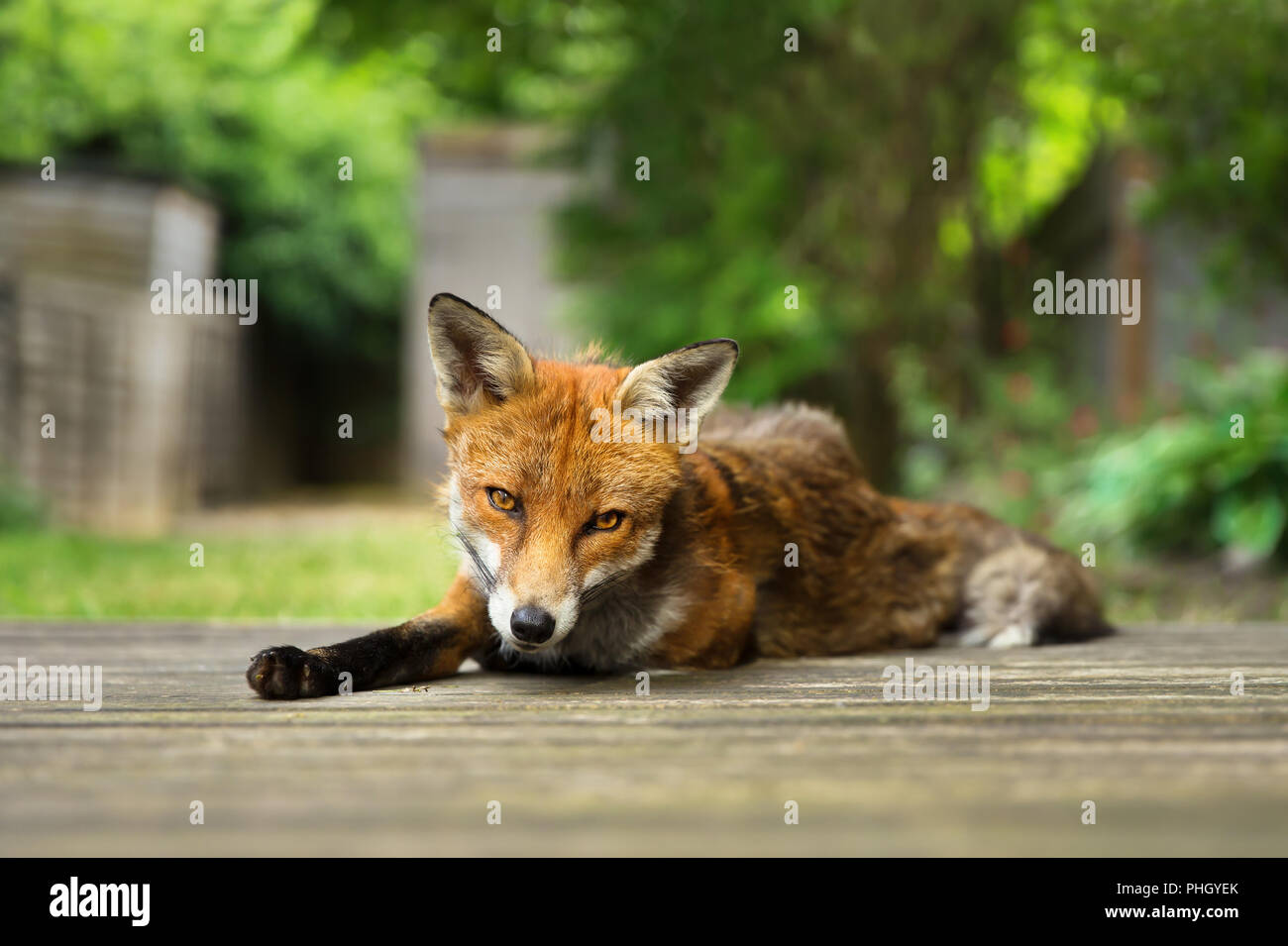 Fuchs pfote tier freigestellt -Fotos und -Bildmaterial in hoher ...