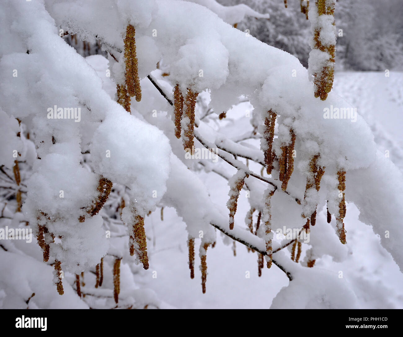 Hazel bush -Fotos und -Bildmaterial in hoher Auflösung – Alamy