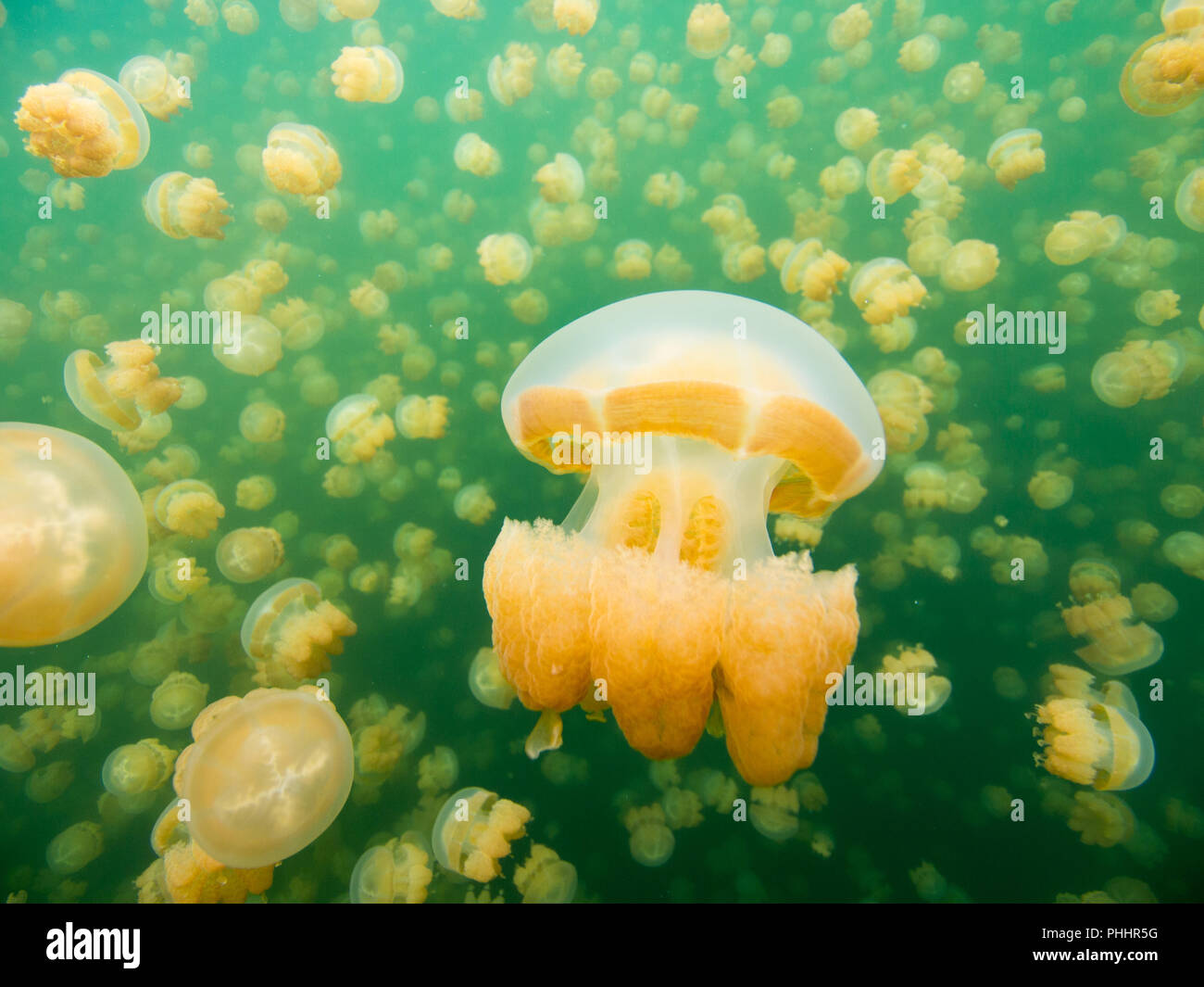 Quallen schwimmen -Fotos und -Bildmaterial in hoher Auflösung – Alamy