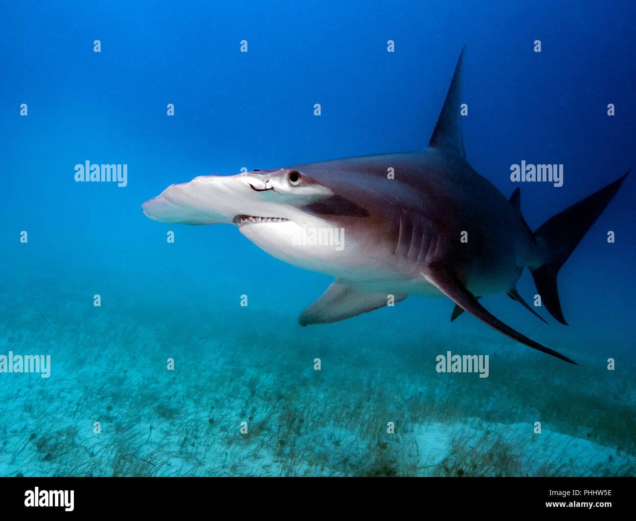 Tolle hammerhaie -Fotos und -Bildmaterial in hoher Auflösung – Alamy