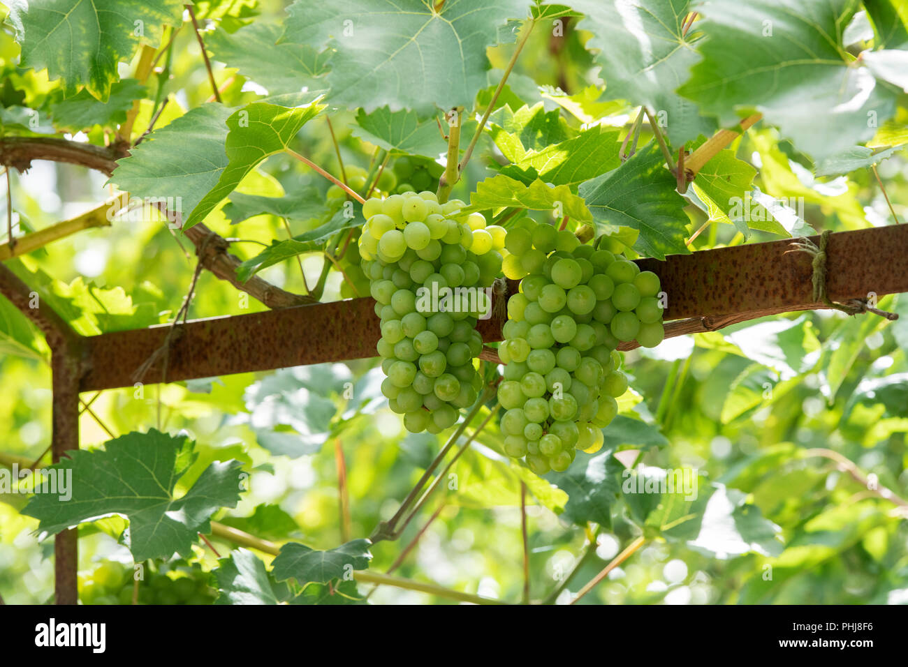 Weinrebe vitis vinifera -Fotos und -Bildmaterial in hoher Auflösung – Alamy