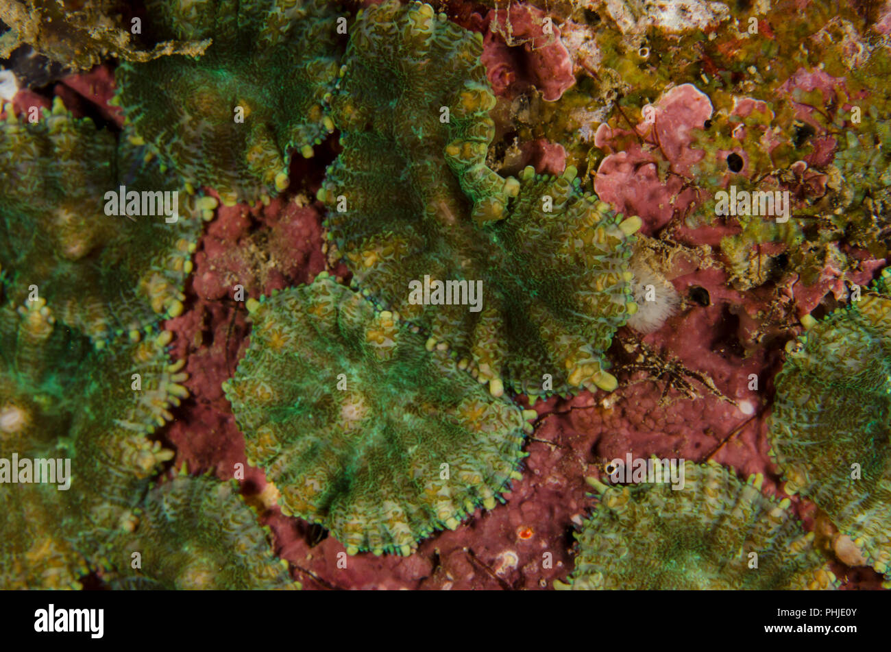 Anemonenanemone sp -Fotos und -Bildmaterial in hoher Auflösung – Alamy