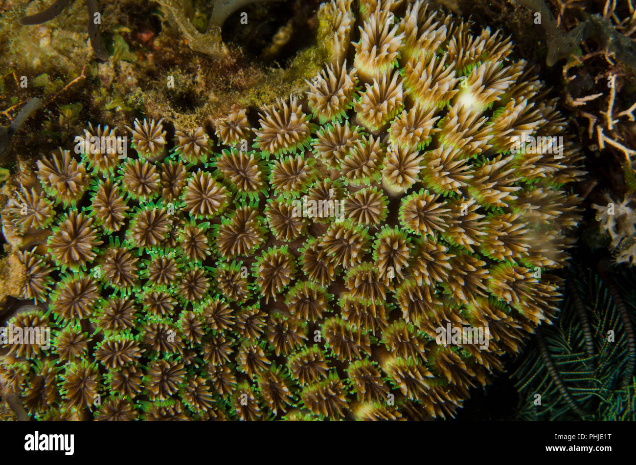 Galaxea fascicularis -Fotos und -Bildmaterial in hoher Auflösung – Alamy