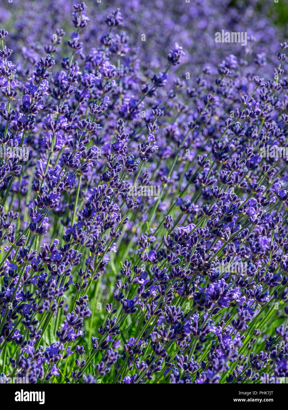Palisaden blumen -Fotos und -Bildmaterial in hoher Auflösung – Alamy