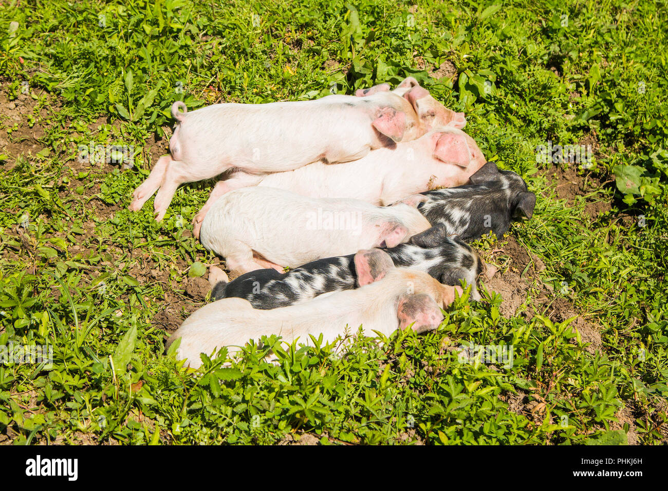 Faules Schwein Stockfotos und -bilder Kaufen - Alamy