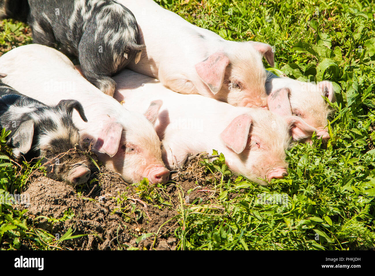 Faules Schwein Stockfotos und -bilder Kaufen - Alamy