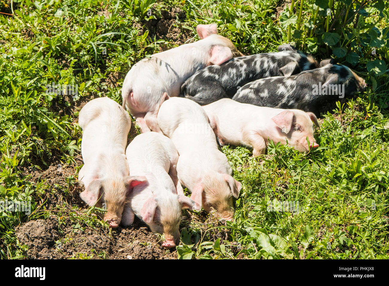 Kleine niedliche Ferkel auf dem Feld im Naturpark Lonjsko Polje ...