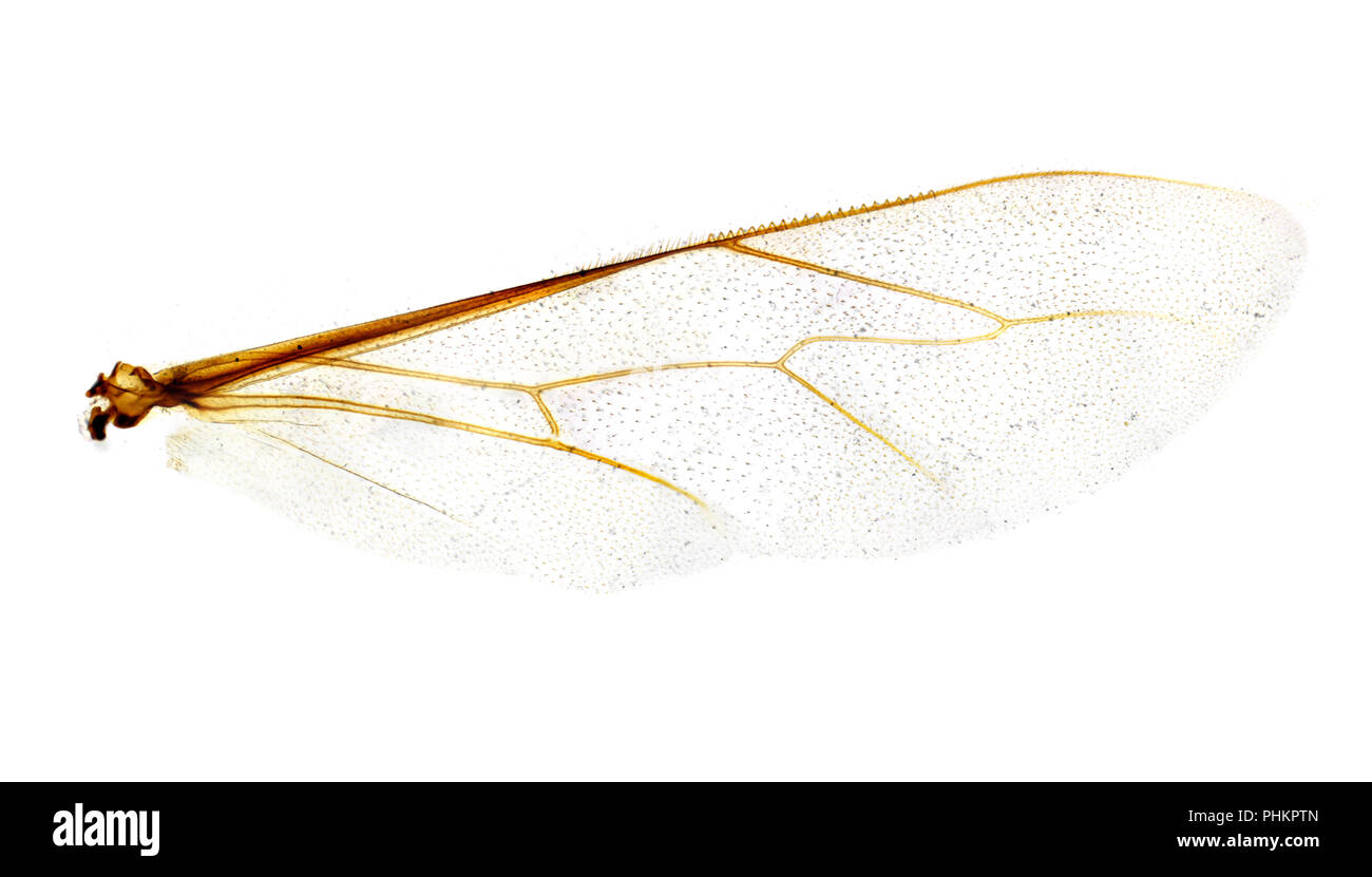 Wing fly wing microscope -Fotos und -Bildmaterial in hoher Auflösung ...