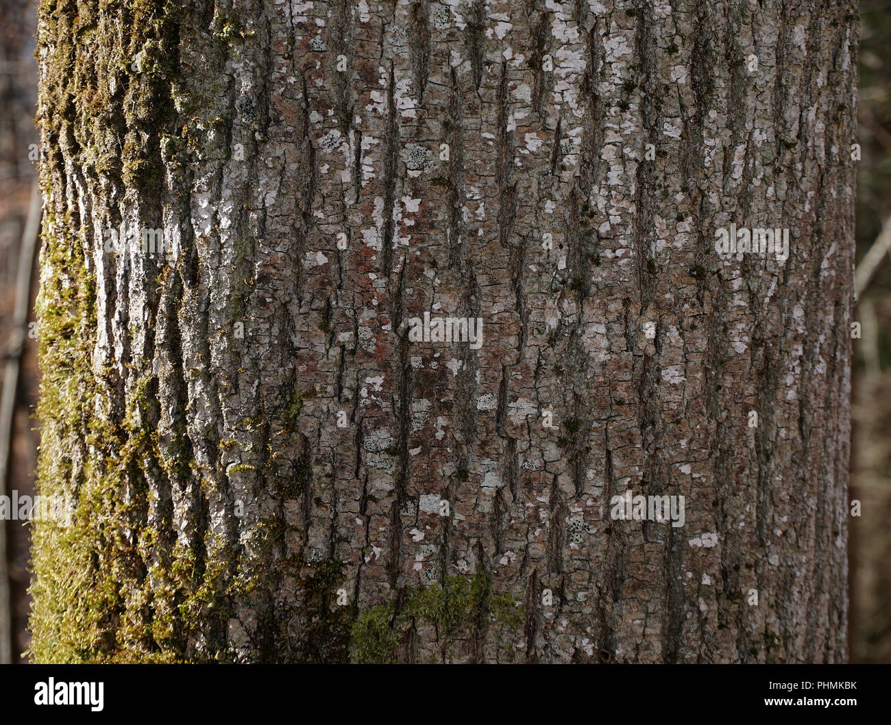 Rinde der esche -Fotos und -Bildmaterial in hoher Auflösung – Alamy