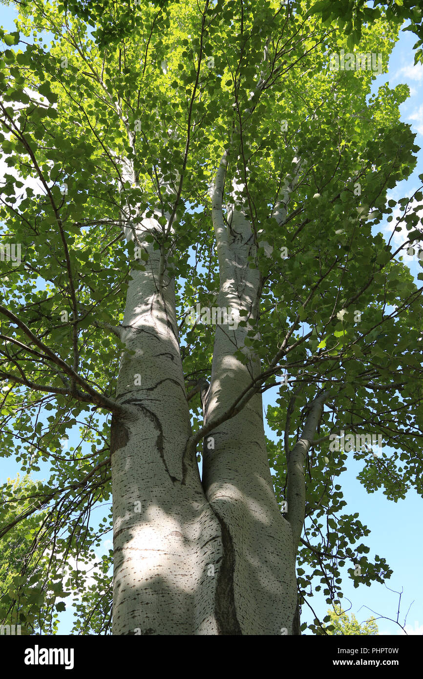 Baumrinde populus alba -Fotos und -Bildmaterial in hoher Auflösung – Alamy