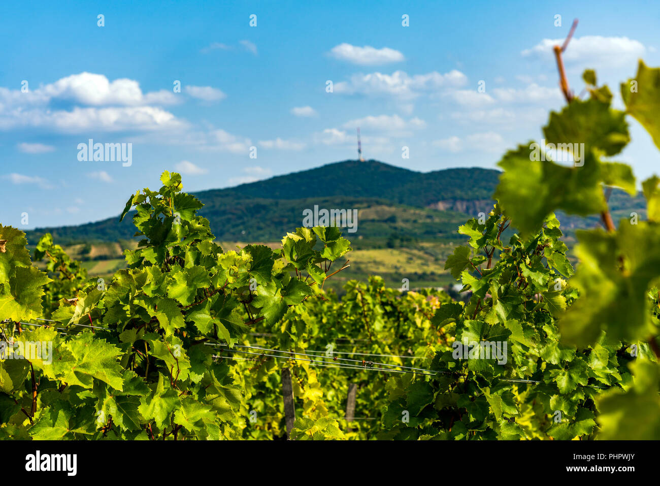 Tokaji weinregion -Fotos und -Bildmaterial in hoher Auflösung – Alamy