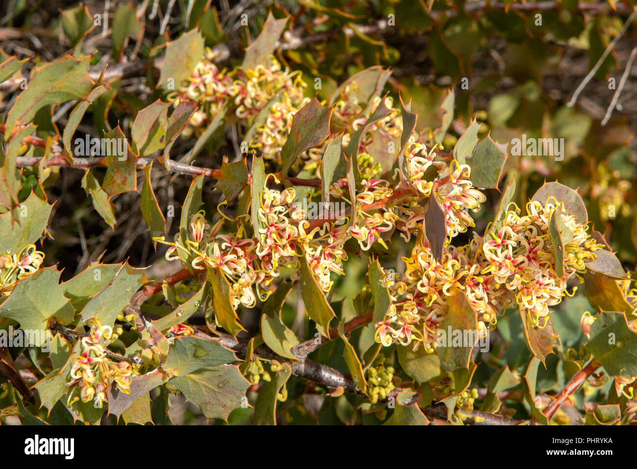 Hakea australische einheimische flora -Fotos und -Bildmaterial in hoher ...