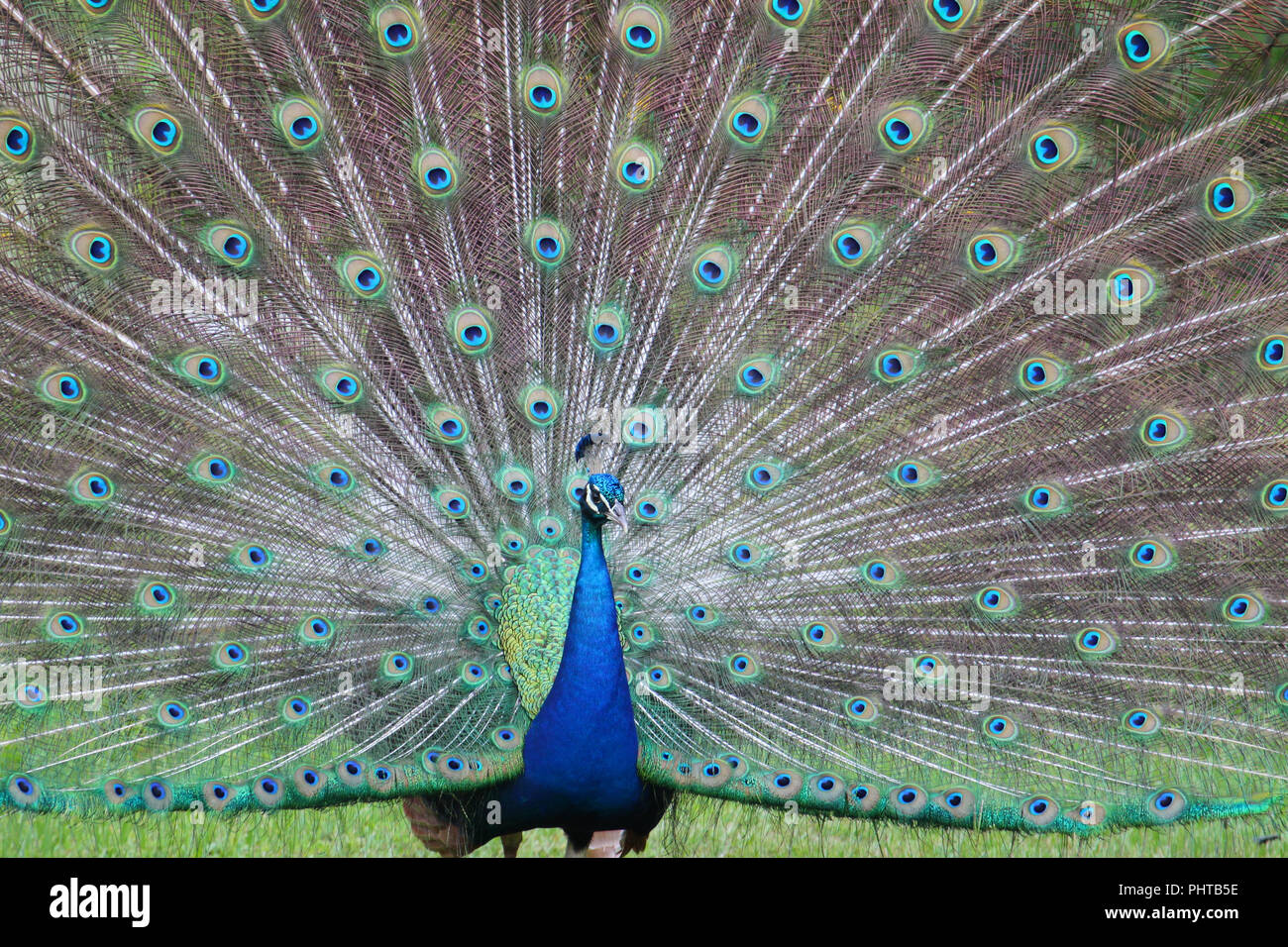 Passender pfau -Fotos und -Bildmaterial in hoher Auflösung – Alamy