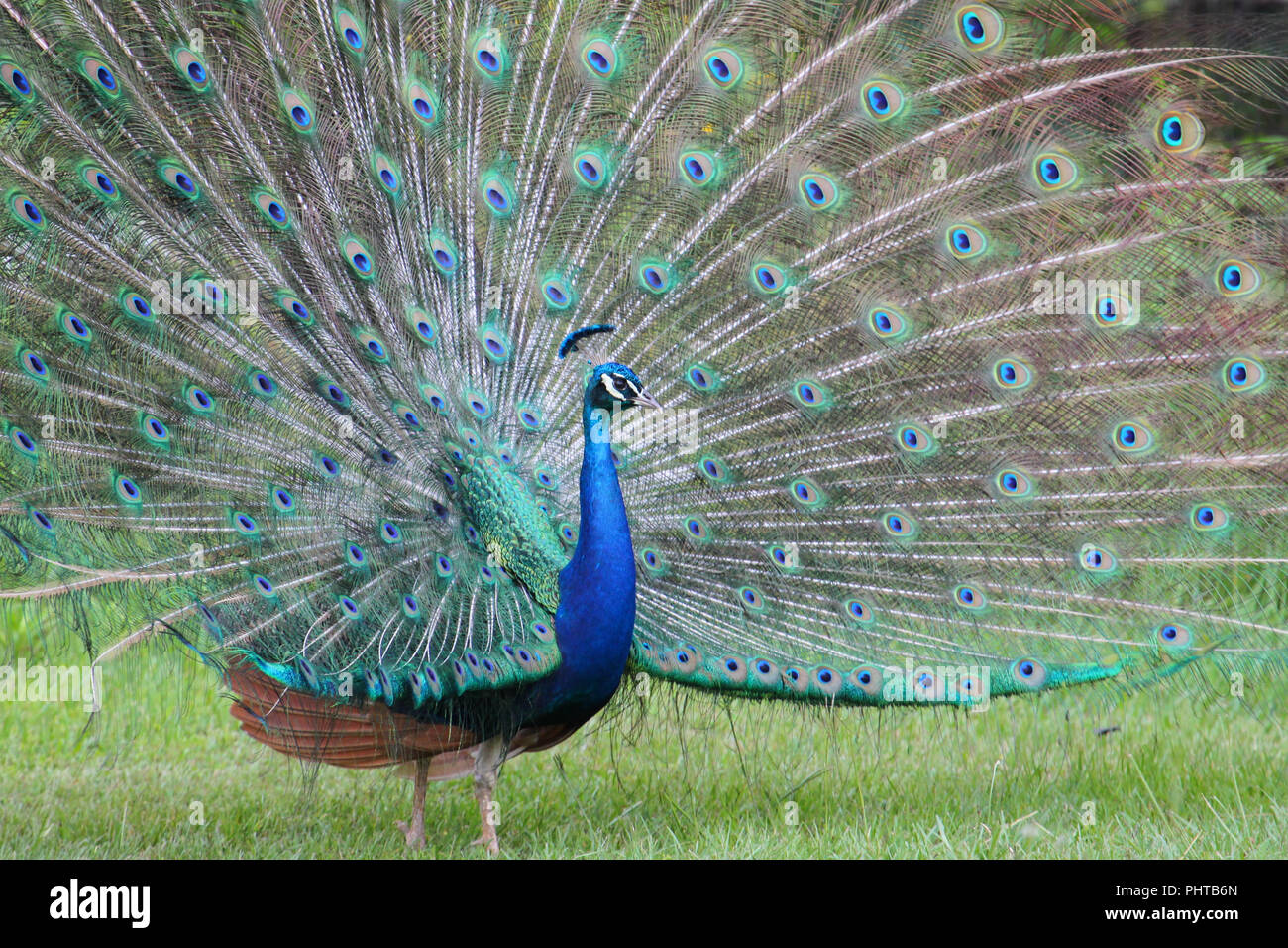 Passender pfau -Fotos und -Bildmaterial in hoher Auflösung – Alamy
