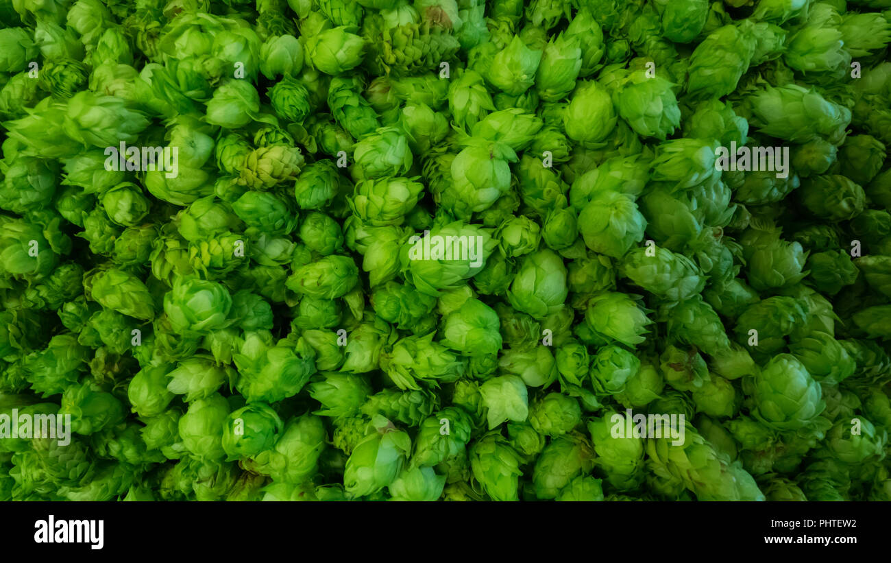 Fresh hop ale -Fotos und -Bildmaterial in hoher Auflösung – Alamy