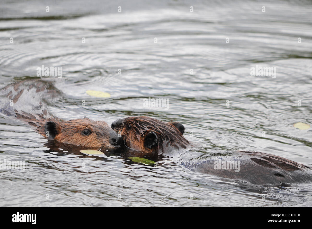 Biber paar -Fotos und -Bildmaterial in hoher Auflösung – Alamy