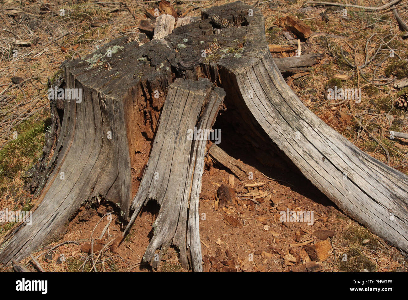 Baum wurzel -Fotos und -Bildmaterial in hoher Auflösung – Alamy