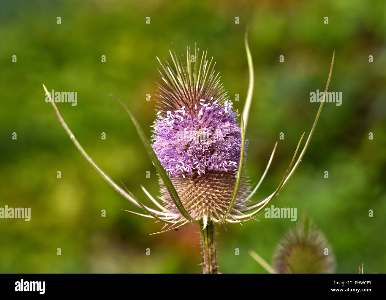 Wilde karde -Fotos und -Bildmaterial in hoher Auflösung – Alamy
