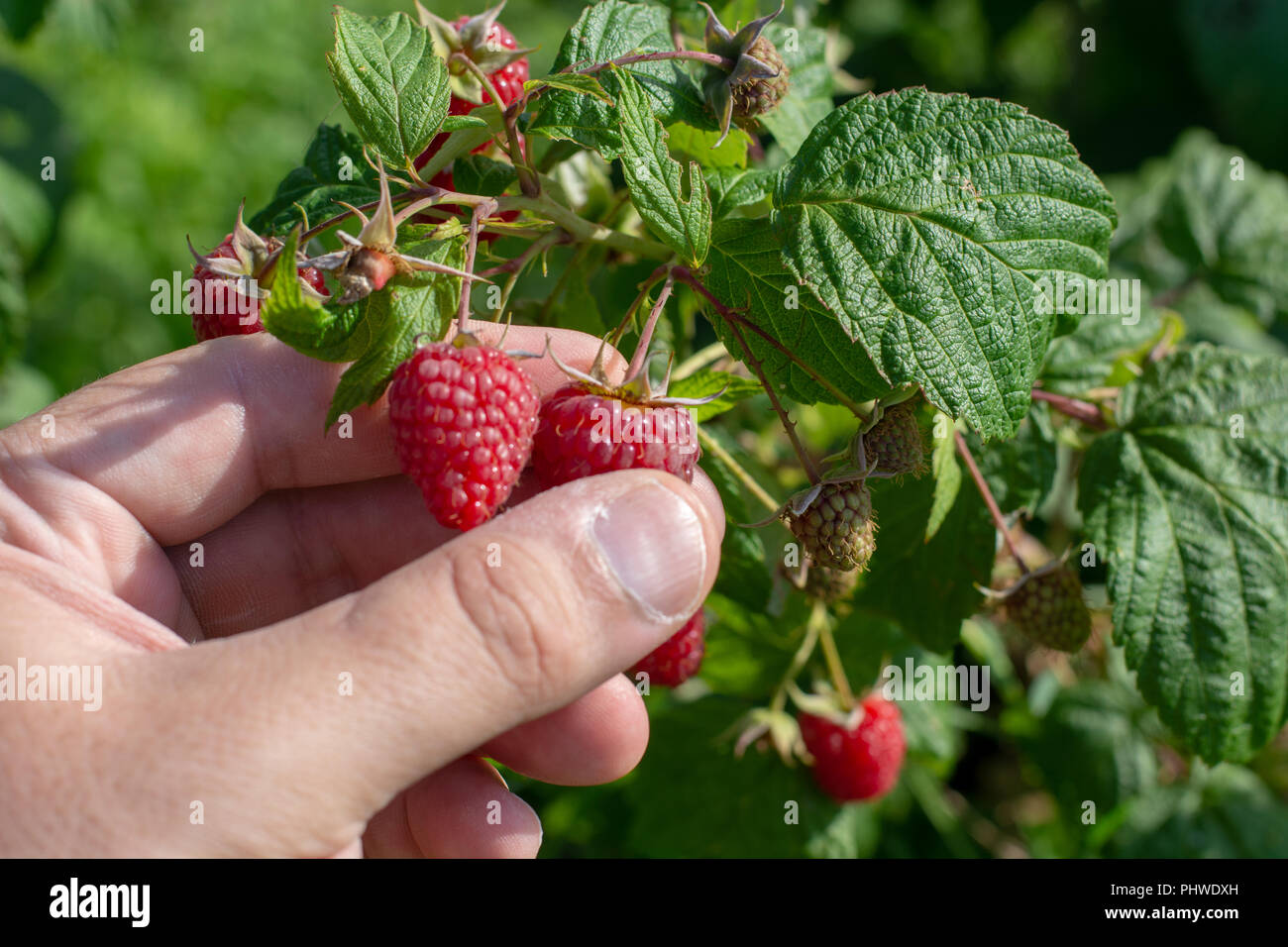 Himbeeren Pflucken In Der Nahe