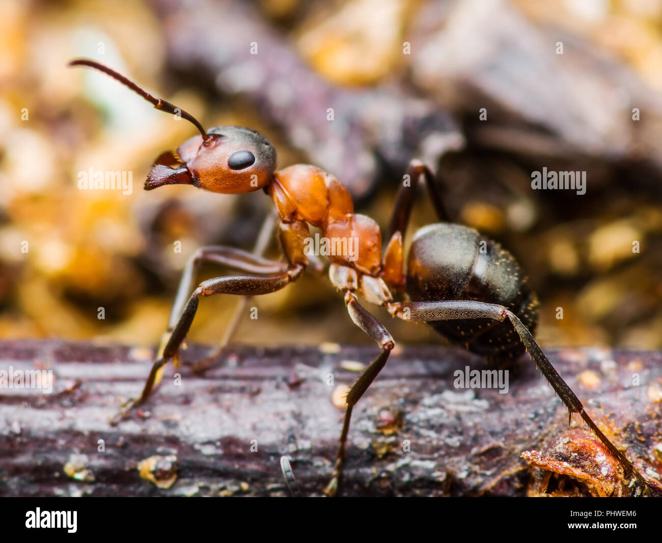 Insect macro -Fotos und -Bildmaterial in hoher Auflösung – Alamy