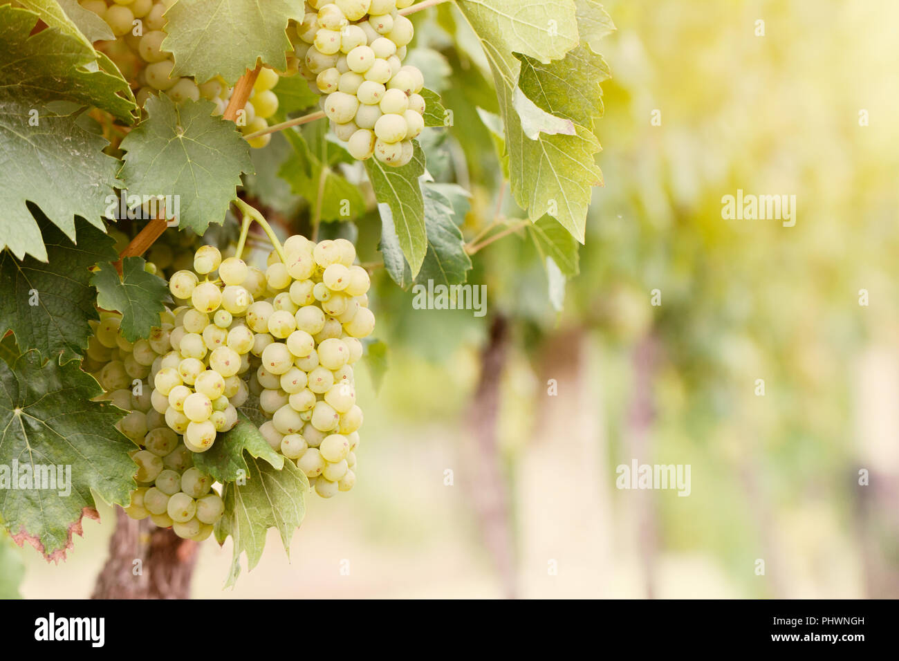 Grapevine Vineyard Stockfotos und -bilder Kaufen - Alamy