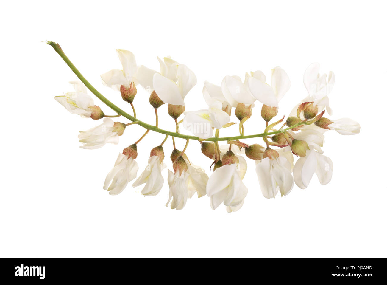 Robinie baum Ausgeschnittene Stockfotos und -bilder - Alamy