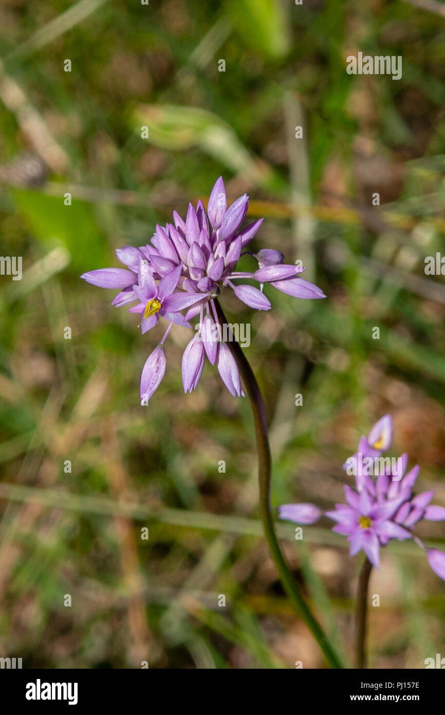 Sowerbaea laxiflora -Fotos und -Bildmaterial in hoher Auflösung – Alamy
