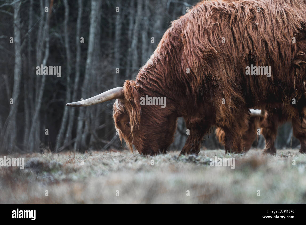 Vorderwald cattle cow mit kalb -Fotos und -Bildmaterial in hoher ...