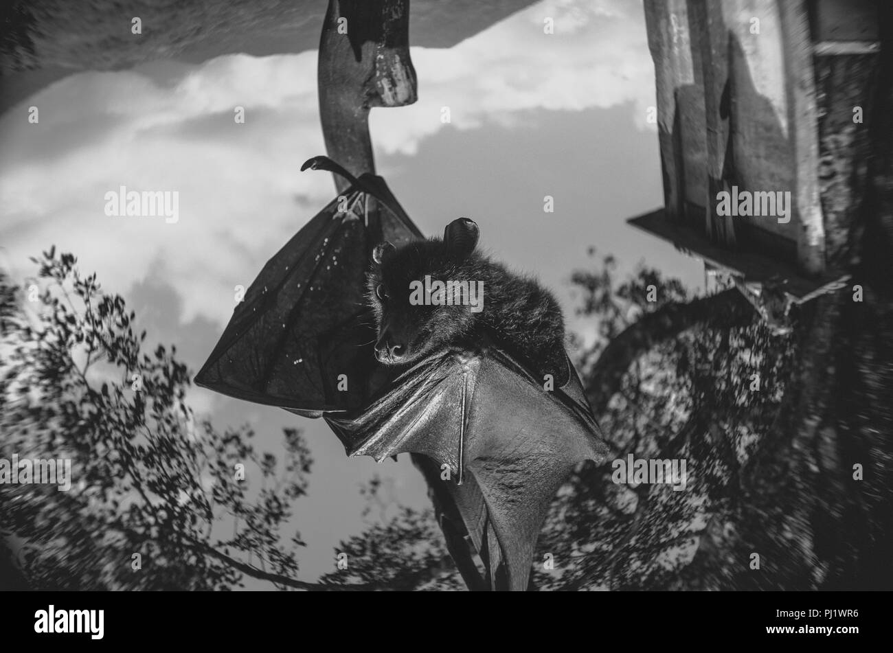 Großer flughund -Fotos und -Bildmaterial in hoher Auflösung – Alamy