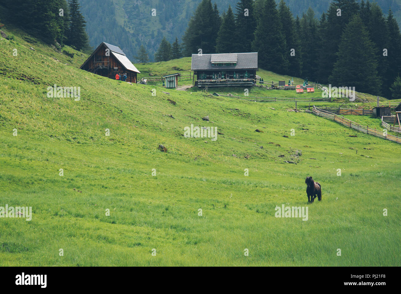 Alm Alp Animal Stockfotos und -bilder Kaufen - Alamy
