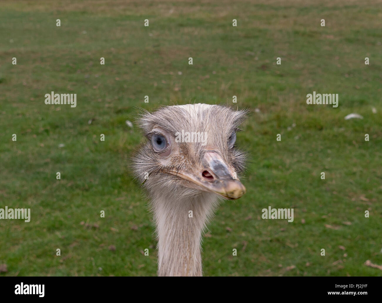 Schnabel von rhea -Fotos und -Bildmaterial in hoher Auflösung – Alamy