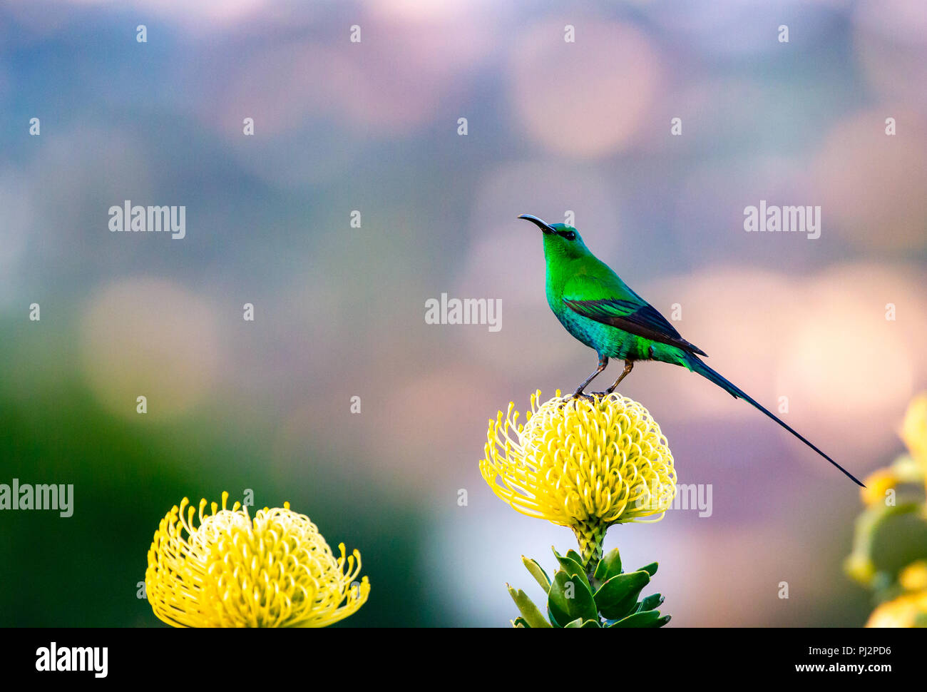 Fynbos blumen -Fotos und -Bildmaterial in hoher Auflösung – Alamy