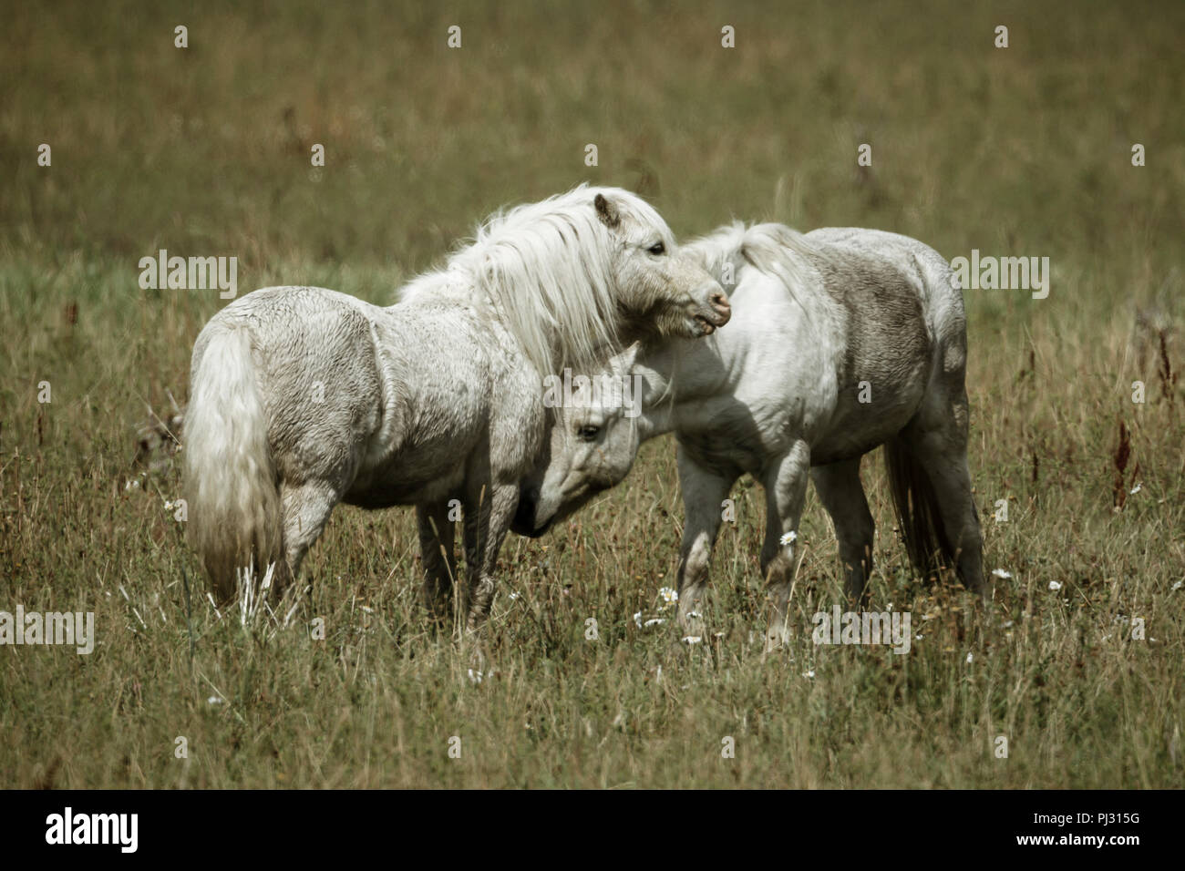 Two White Stallion Black White Stockfotos und -bilder Kaufen - Alamy