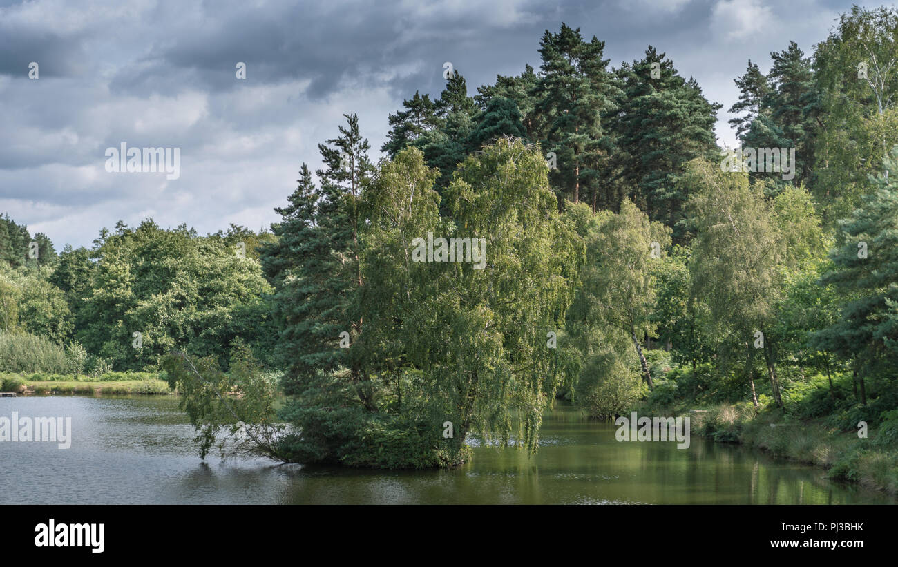 Deciduous coniferous woodland -Fotos und -Bildmaterial in hoher ...