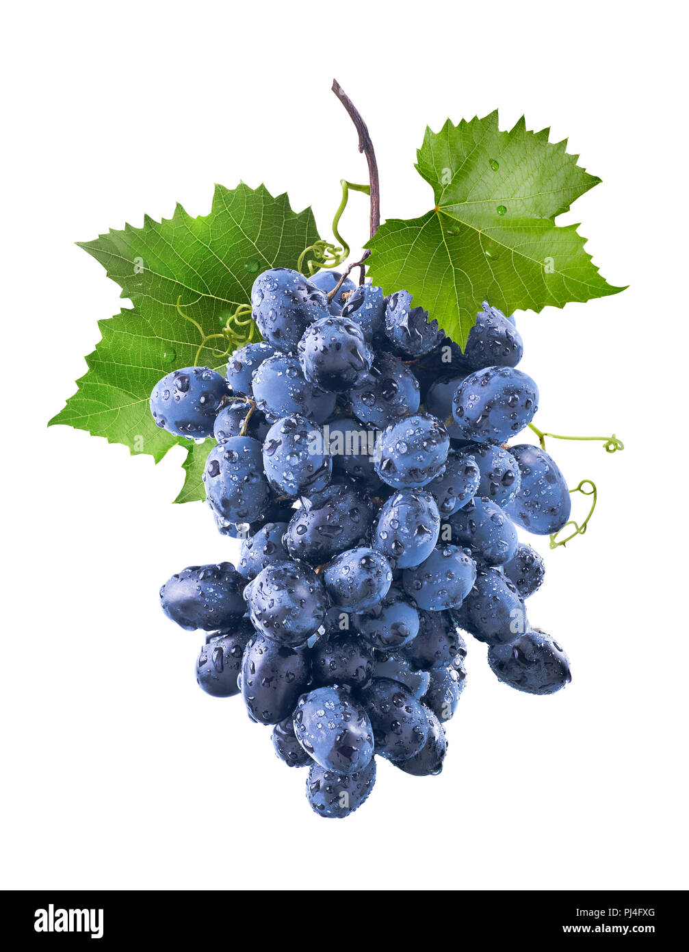 Blaue trauben weinlaub -Fotos und -Bildmaterial in hoher Auflösung – Alamy