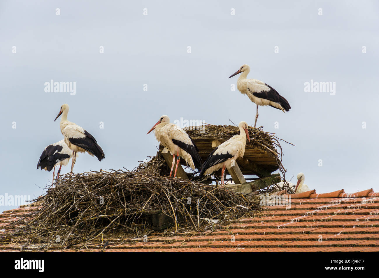 Storch baby pflege -Fotos und -Bildmaterial in hoher Auflösung - Seite ...