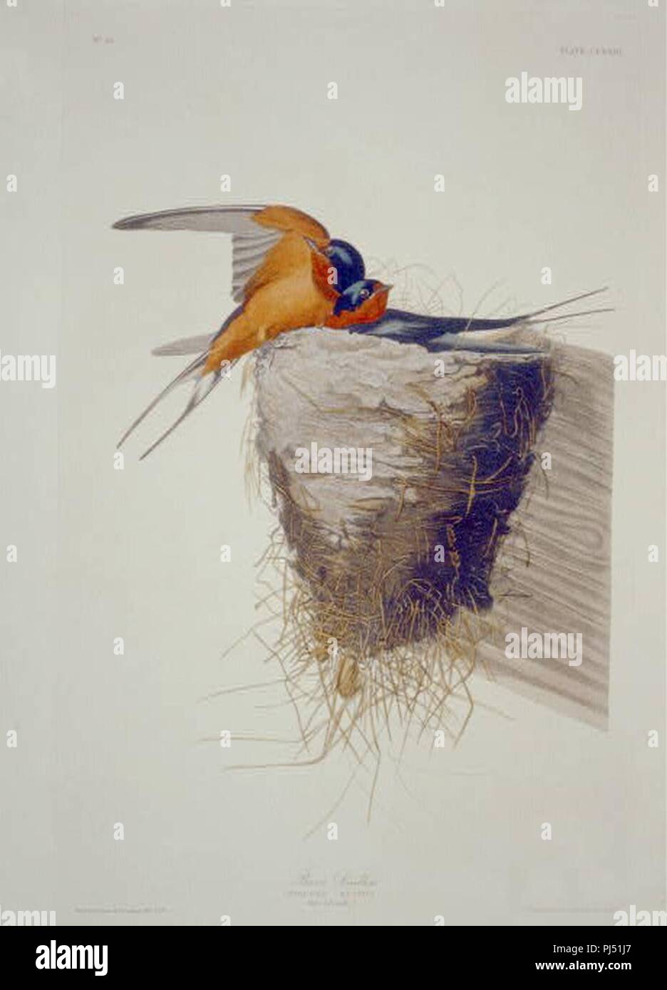 Rauchschwalbe vintage -Fotos und -Bildmaterial in hoher Auflösung – Alamy